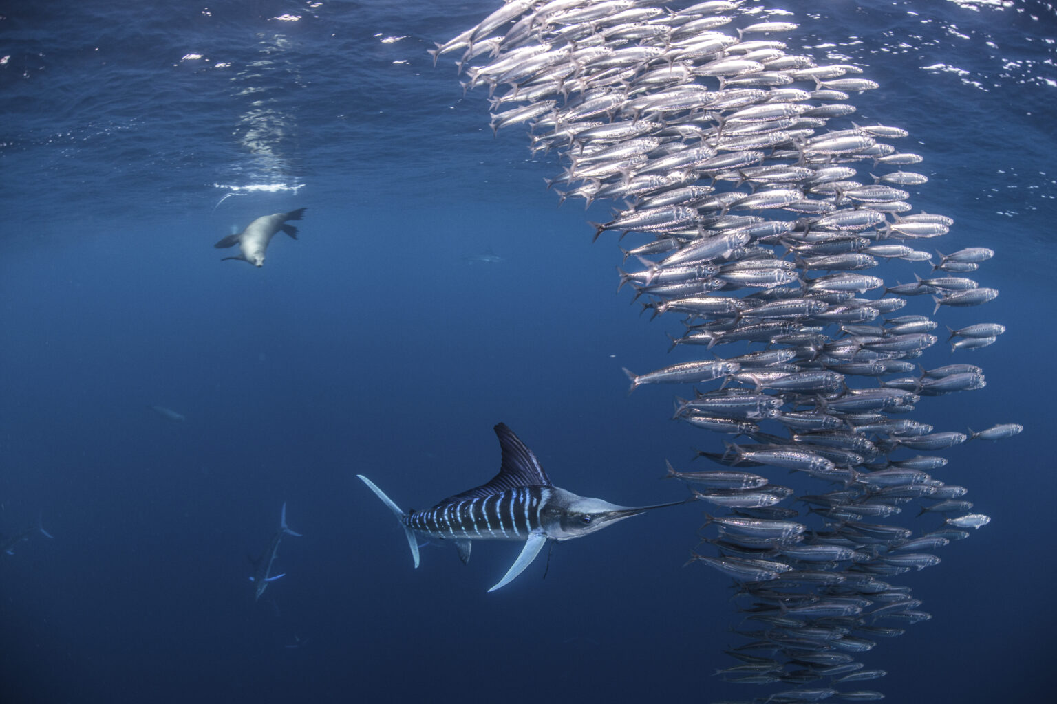 Native Hawaiian Fish in Kona: Your Guide to Sacred Ocean Life - Oahu ...