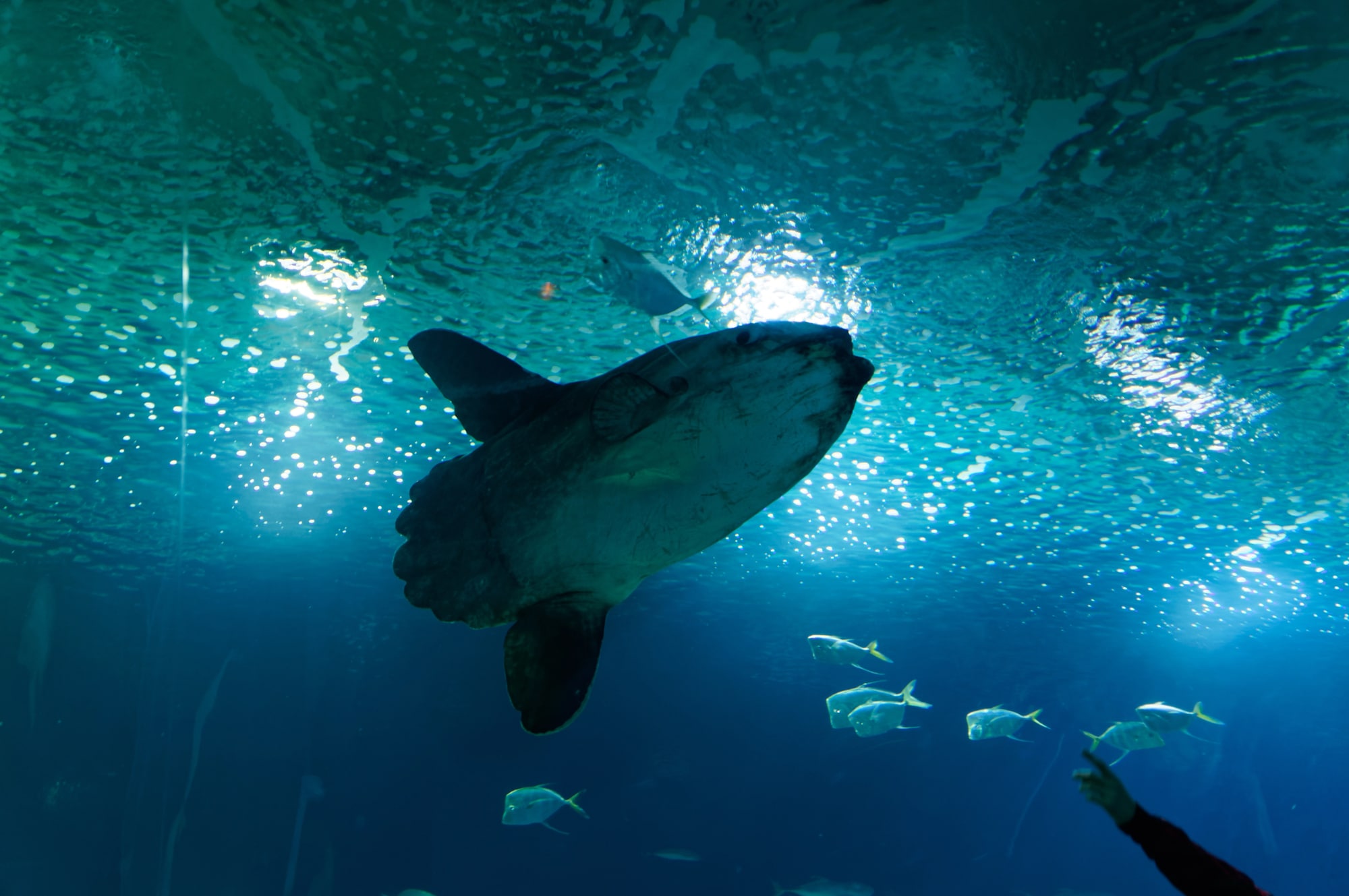 Oahu Fishing Charters & Sightseeing- Oahu Charter Sport Fishing