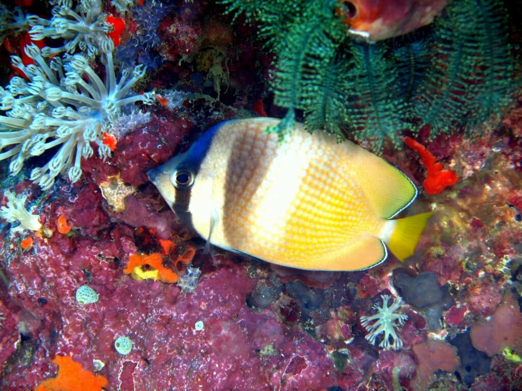 Native Hawaiian Fish in Kona: Your Guide to Sacred Ocean Life - Oahu ...